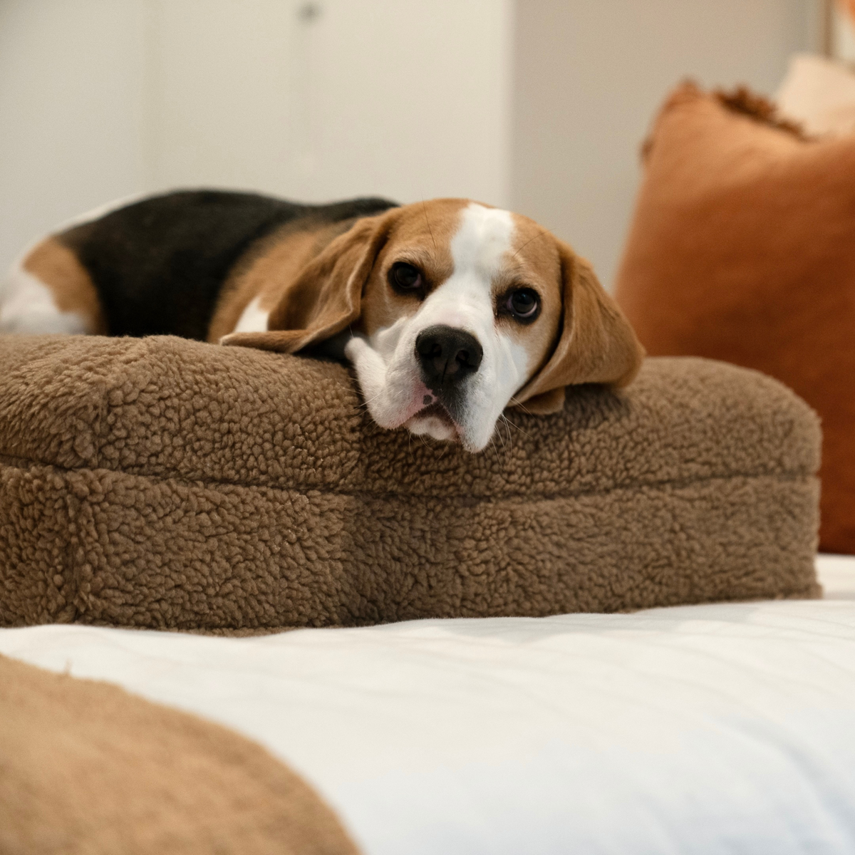 Premium Orthopaedic Memory Foam Dog Bed in Deluxe Teddy – Furlore